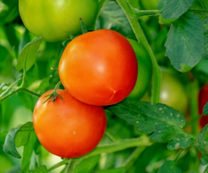 ReduHeat - 株式会社誠和アグリカルチャ